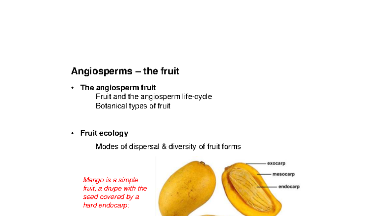 Understanding Angiosperms: Fruit Types & Dispersal Mechanics BIOL1262 - Studocu