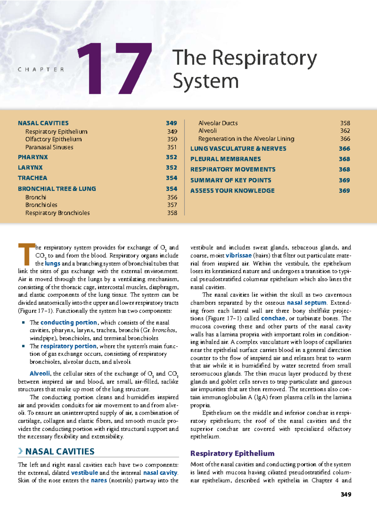 Chapter 17: The Respiratory System - Detailed Overview and Key Points ...