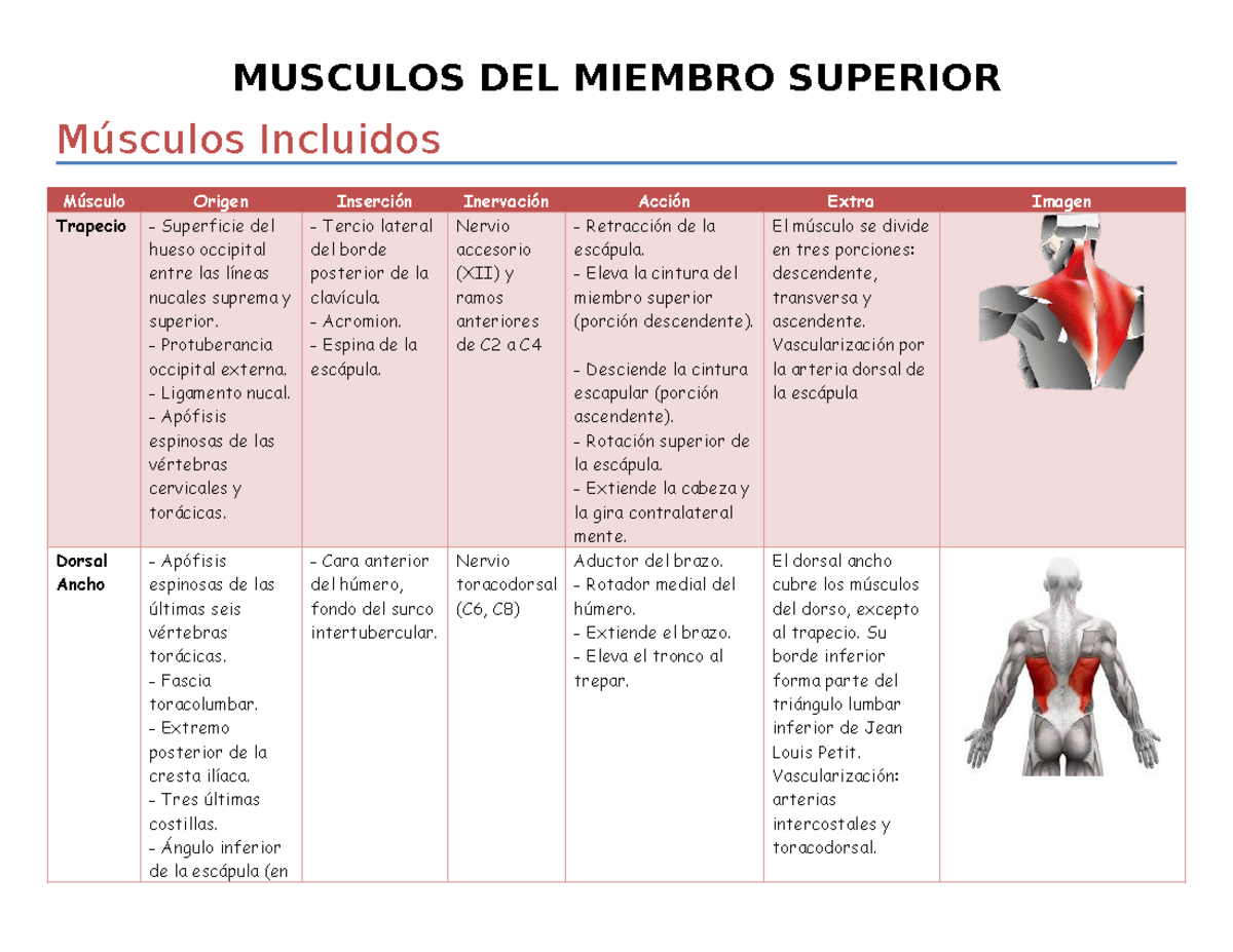 MUSCULOS DEL MIEMBRO SUPERIOR: Anatomía y Funciones Detalladas - Studocu