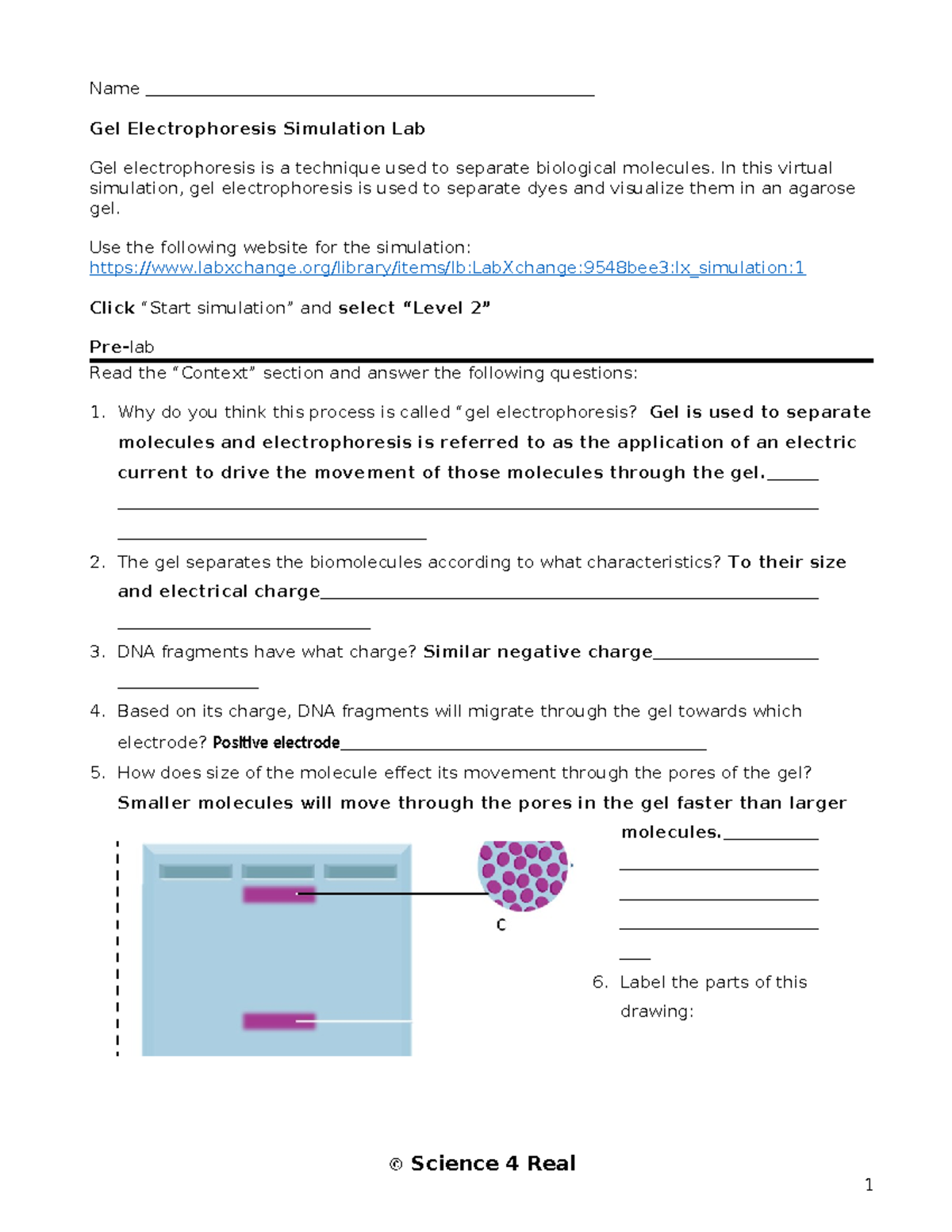 Gel Electrophoresis Virtual Lab Simulation Pre-Lab and Reflection Guide ...