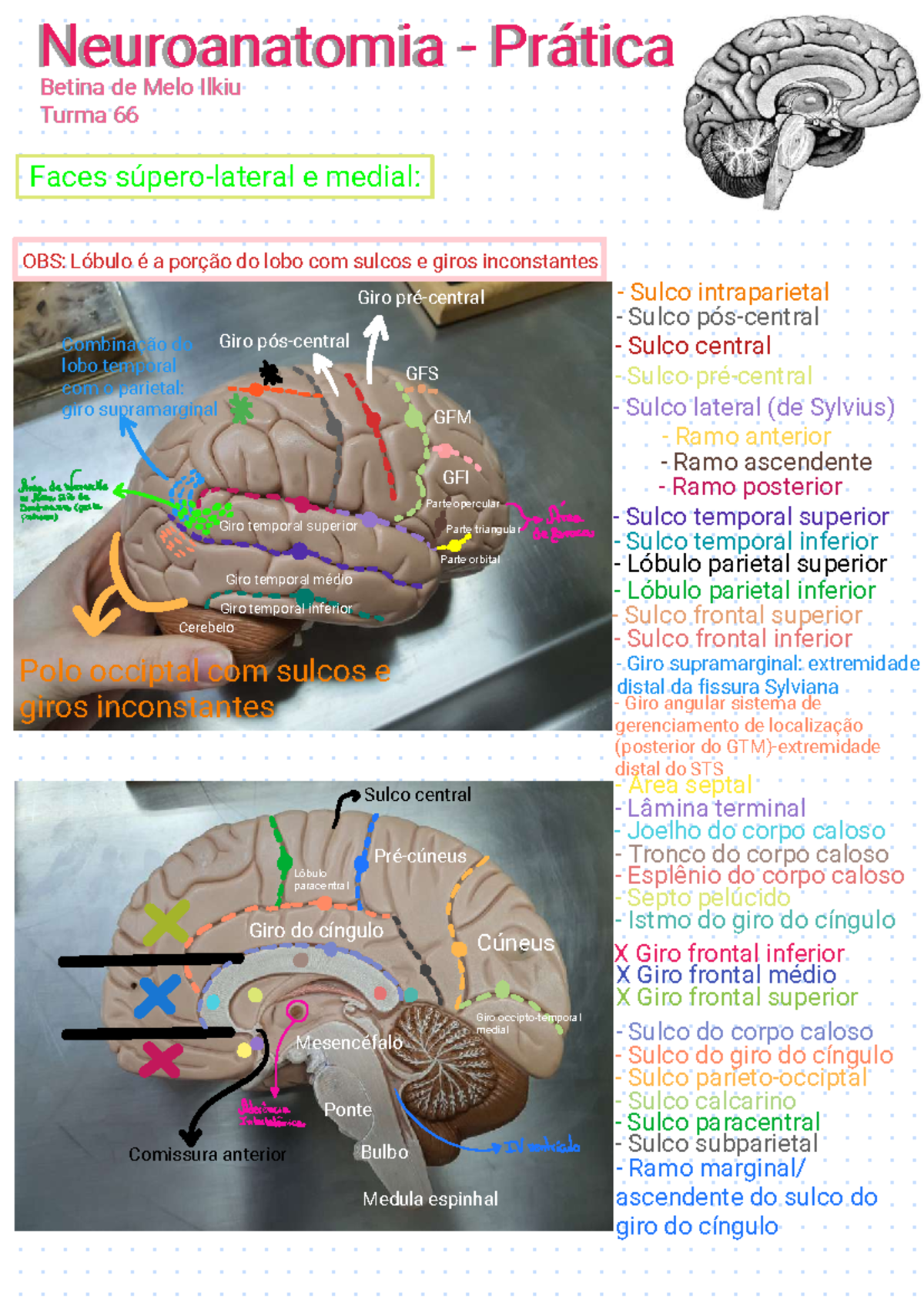 Neuroanatomia Prática - Turma 66: Estruturas e Funções Cerebrais - Studocu