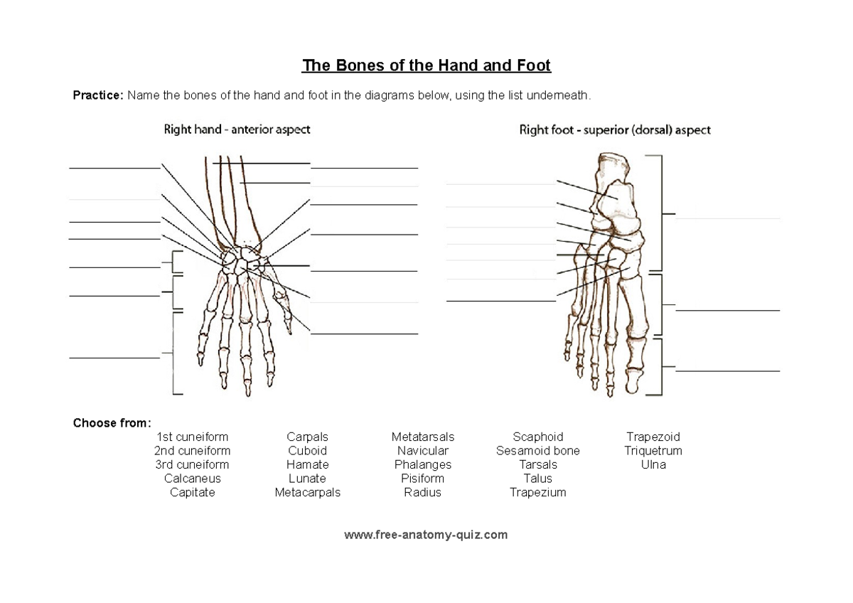 Anatomy Quiz_Sample 1 - Bs Nursing - The Bones of the Hand and Foot ...