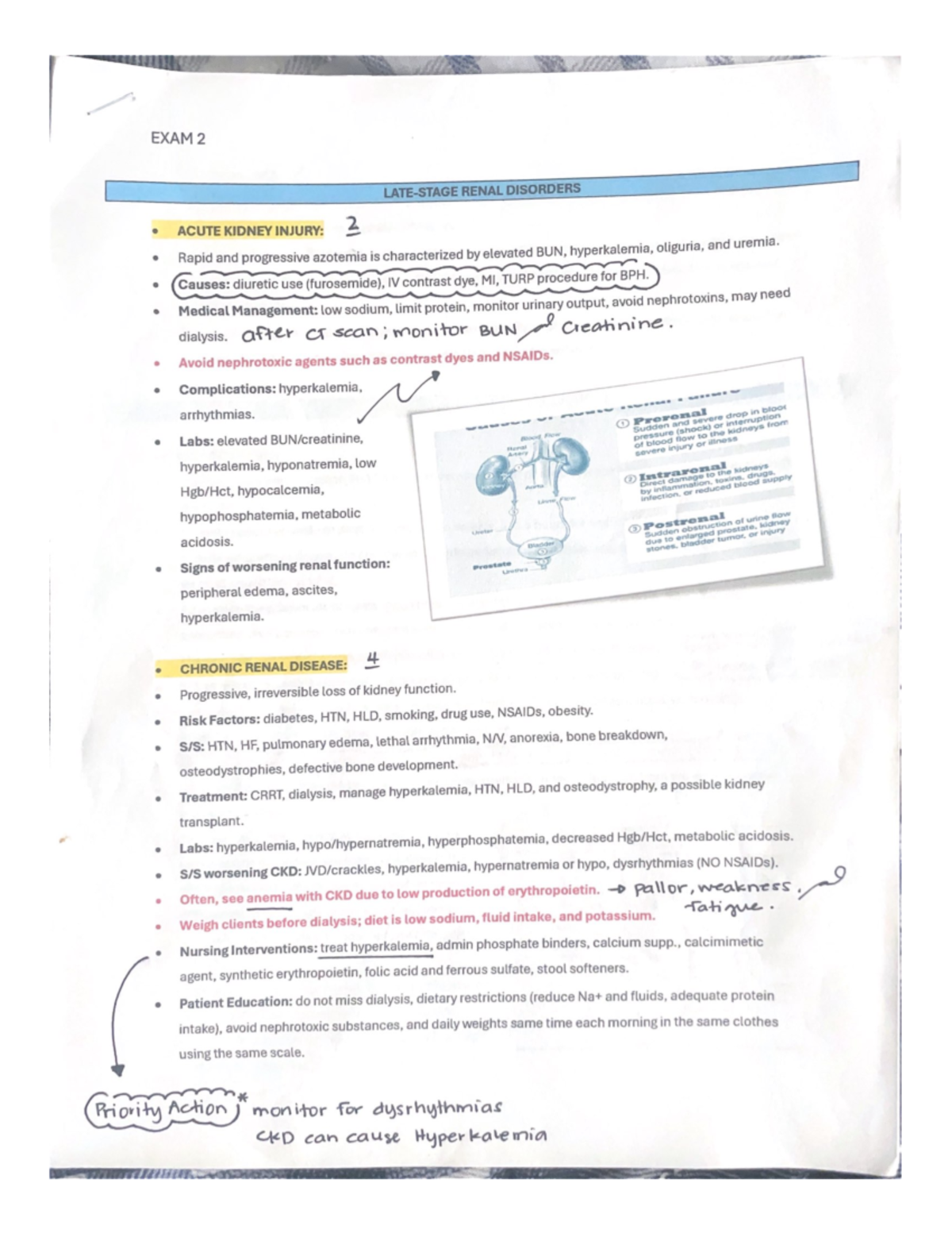 Renal,GI,GU - Renal exam - EXAM 2 RENAL DISORDERS ACUTE KIDNEY INJURY ...