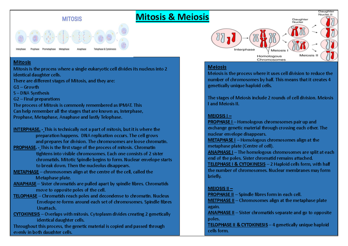 Mitosis and Meiosis Overview: Key Stages and Processes - Studocu