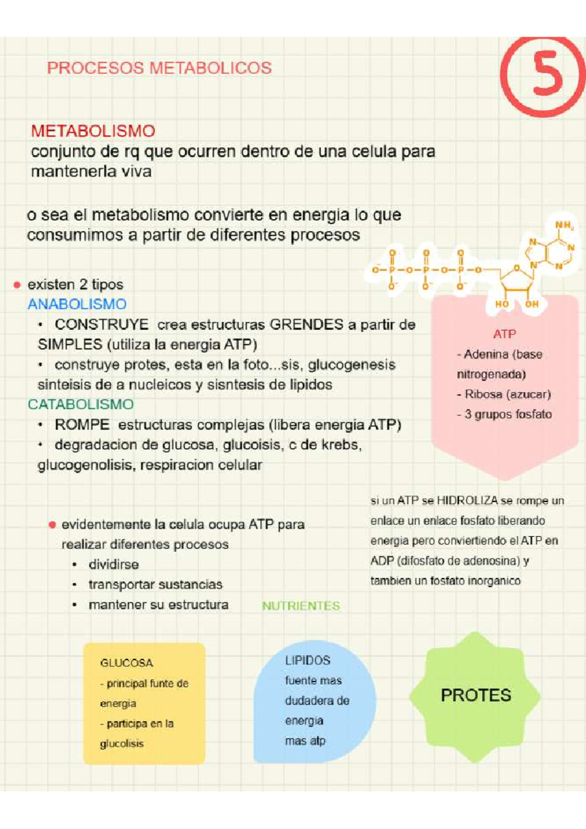 Metabolismo Celular: Anabolismo y Catabolismo en Procesos Metabólicos ...