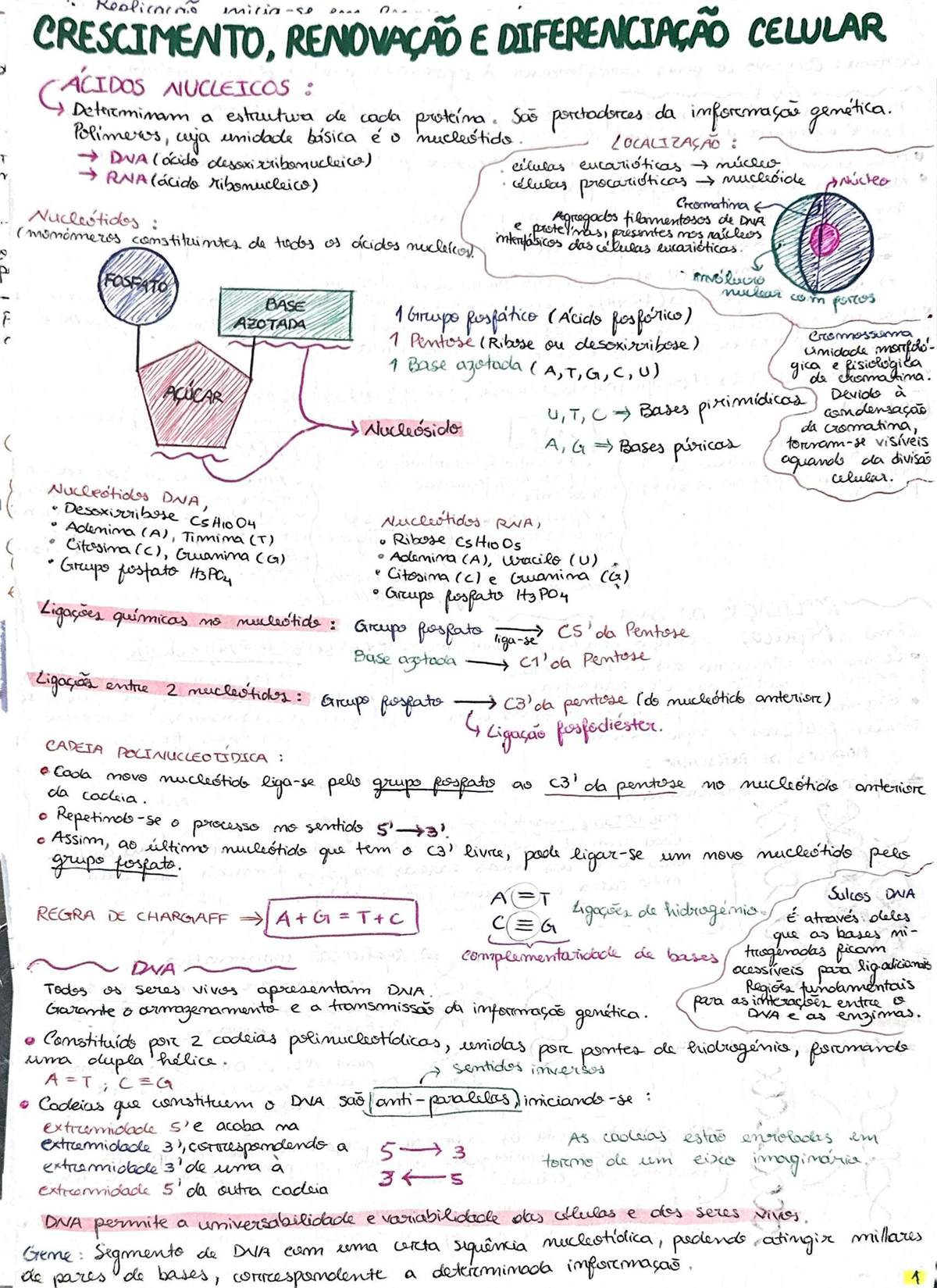 Resumo de Biologia 11: Estrutura e Função dos Nucleotídeos e DNA - Studocu