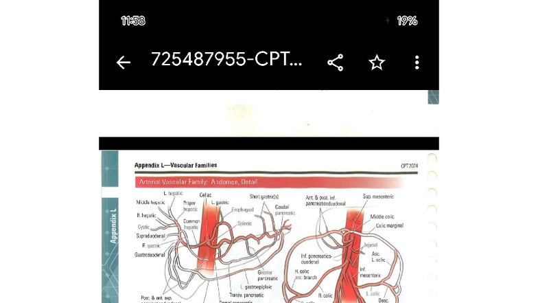 CPT 2024 Appendix Families: Arterial & Venous Vascular Details - Studocu