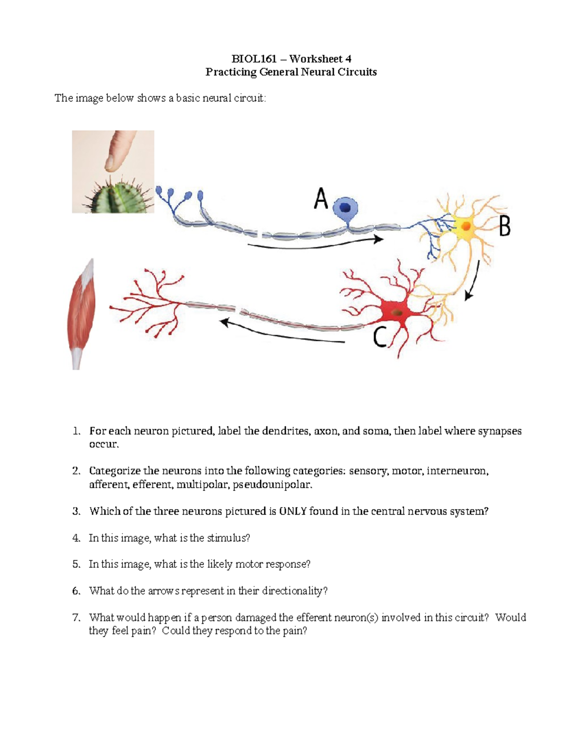 BIOL161 – Worksheet 4: General Neural Circuits Exploration - Studocu