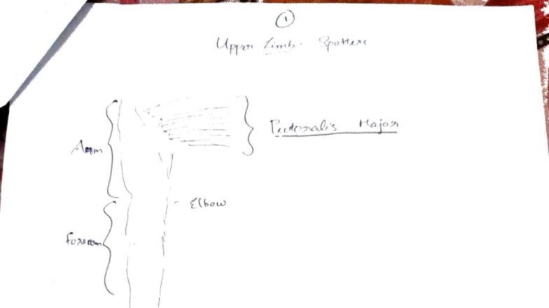 Gross Anatomy Spotters: Upper Limb Muscles and Nerves - Studocu