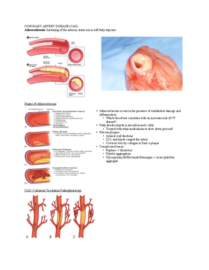 Dvt- preventative measures - ACTIVE LEARNING TEMPLATES THERAPEUTIC ...