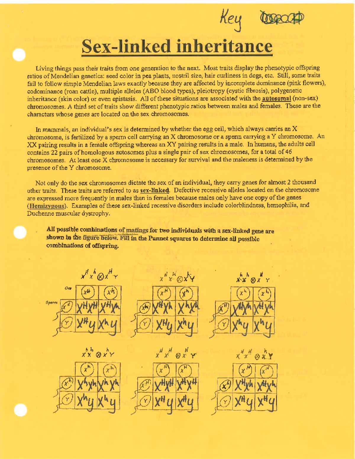 Sex-linked WS Key - answer key - Key inheritance Living things pass ...