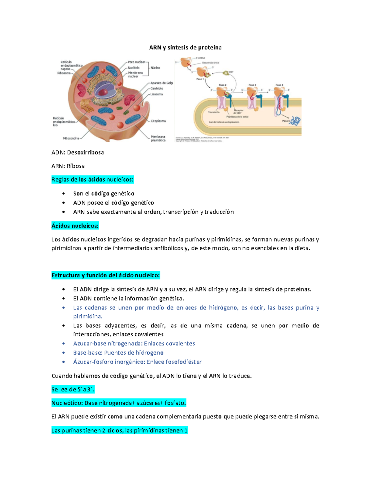 ARN y Síntesis de Proteínas: Estructura, Función y Proceso (BIO 101 ...