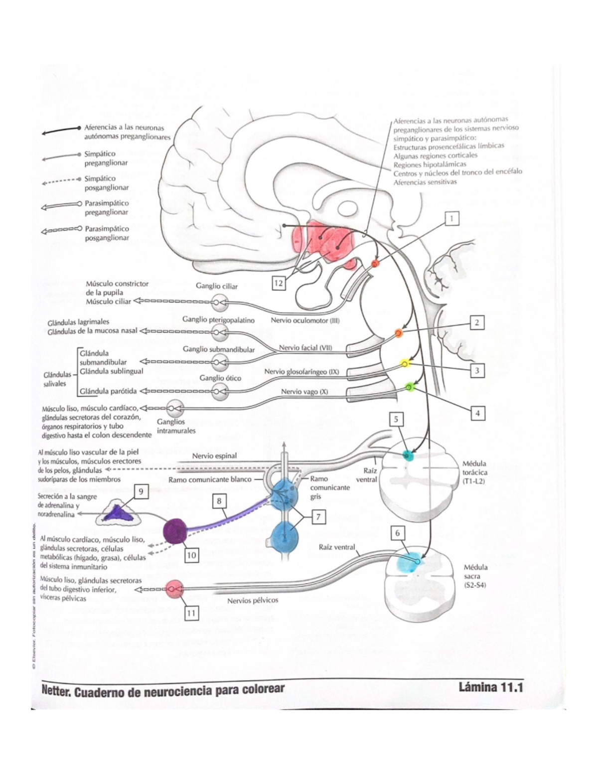 Aferencias a Neuronas Autónomas y Estructuras Cerebrales - Studocu
