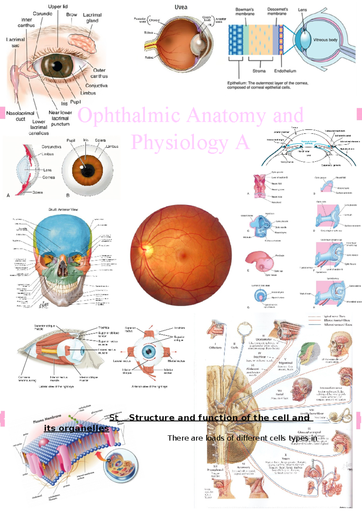 OAP A - Cell Structure and Function Notes for Ophthalmic Anatomy - Studocu