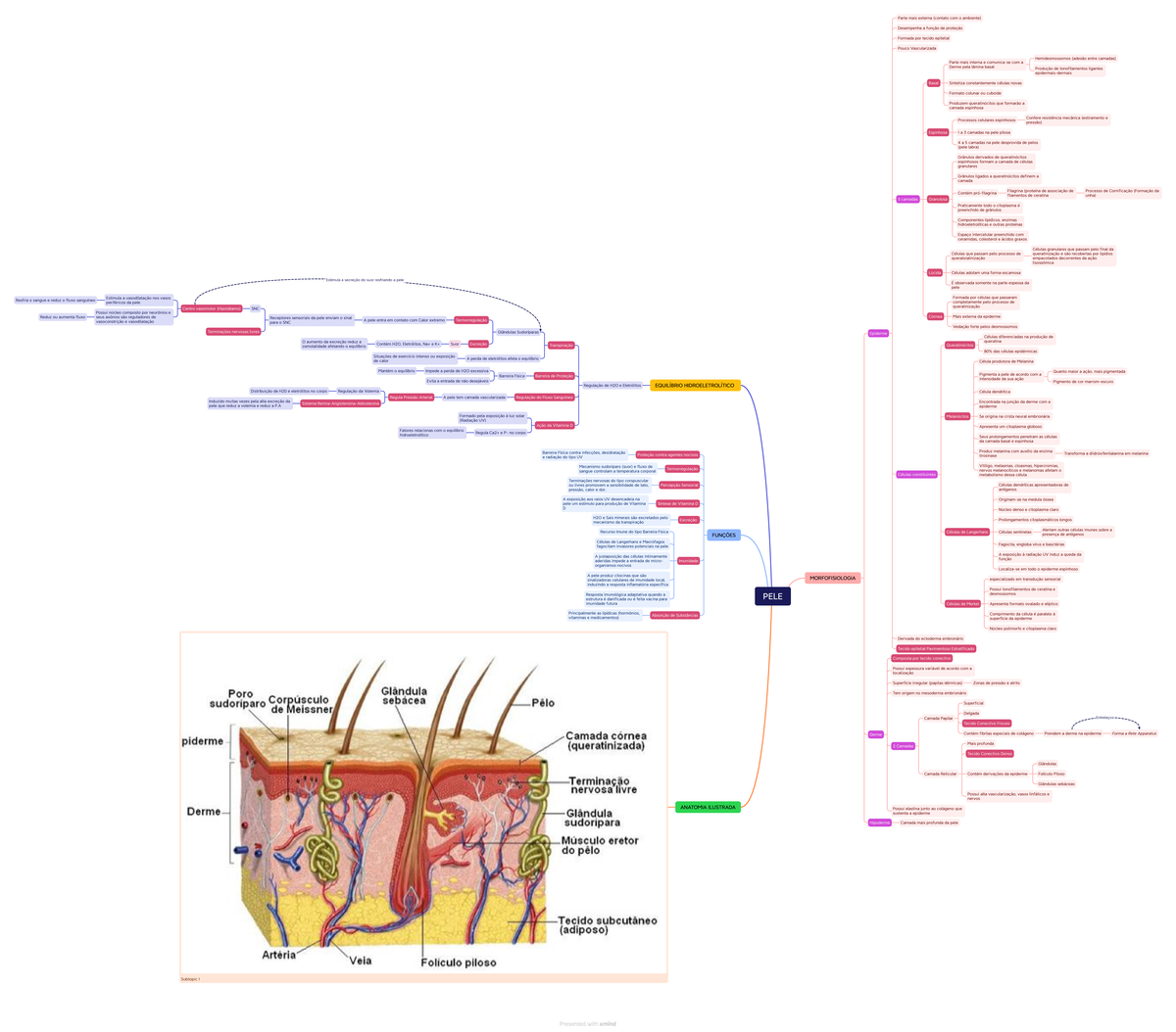 PELE - Mapa mental detalhado sobre o Sistema Tegumentar e suas influências no organismo - PELE ...