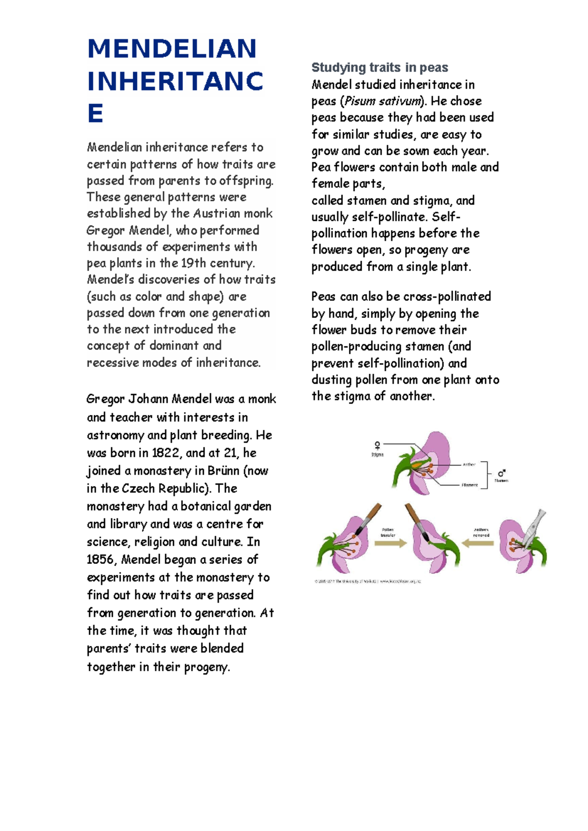 Mendelian genetics notes - MENDELIAN INHERITANC E Mendelian inheritance ...
