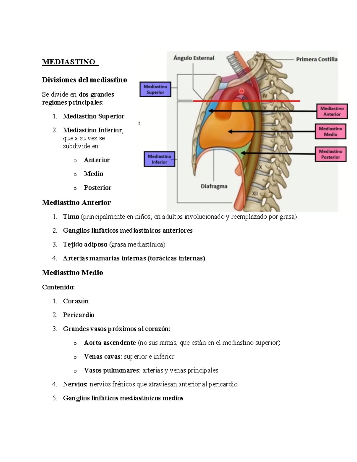 Apuntes de Anatomía 1: Divisiones y Estructuras del Mediastino - Studocu
