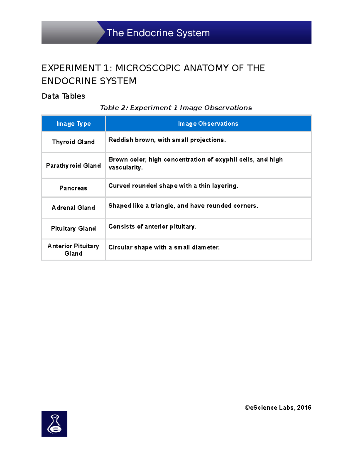 Lab1-Endrocrine-Sp20 - EXPERIMENT 1: MICROSCOPIC ANATOMY OF THE ENDOCRINE SYSTEM Data Tables ...