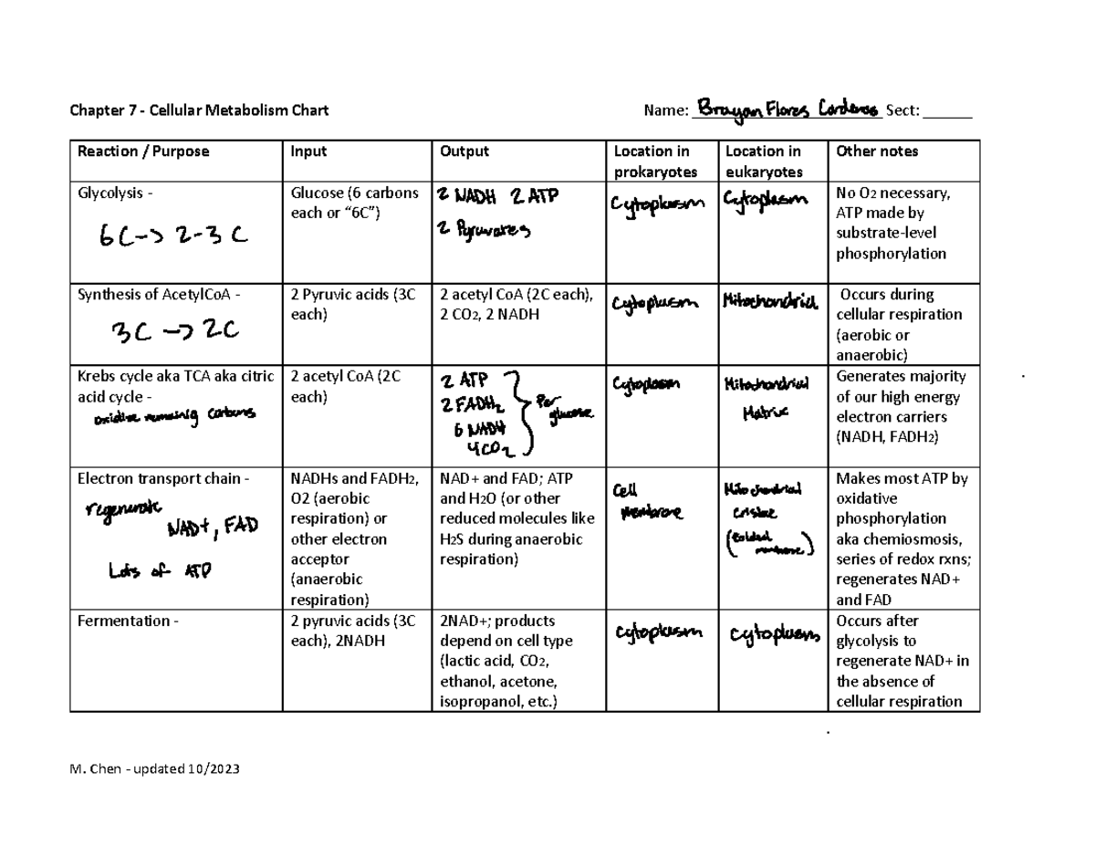 Ch7 Cellular Metabolism Chart: Glycolysis & Fermentation Overview - Studocu