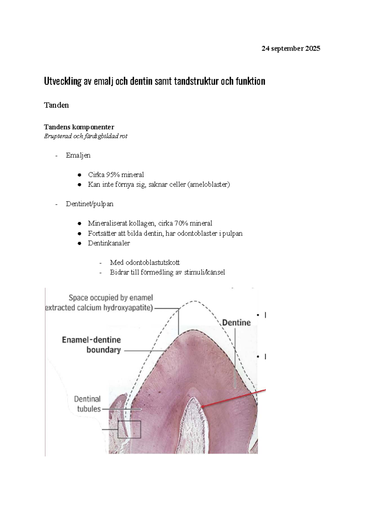 Utveckling av emalj och dentin: Tandstruktur och funktion (Kurskod ...