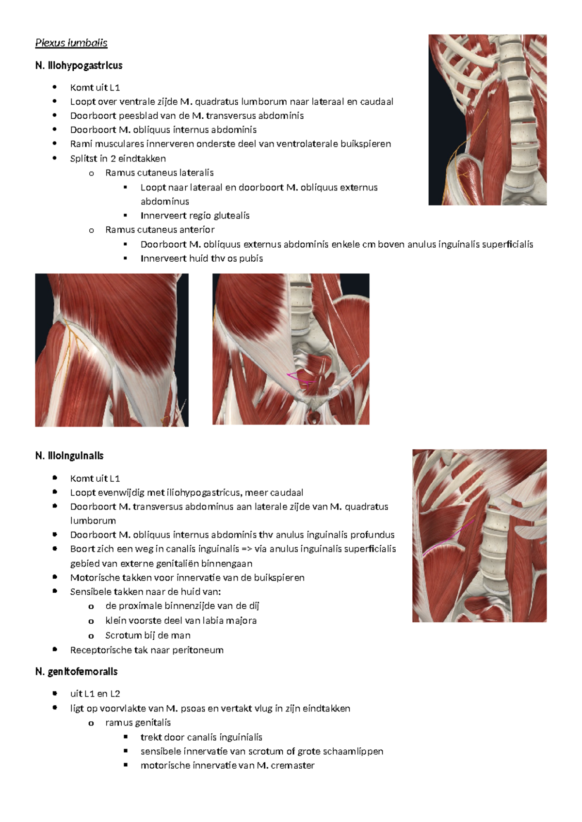 Overzicht van het Plexus Lumbalis: Anatomie en Innervatie (LF401) - Studocu