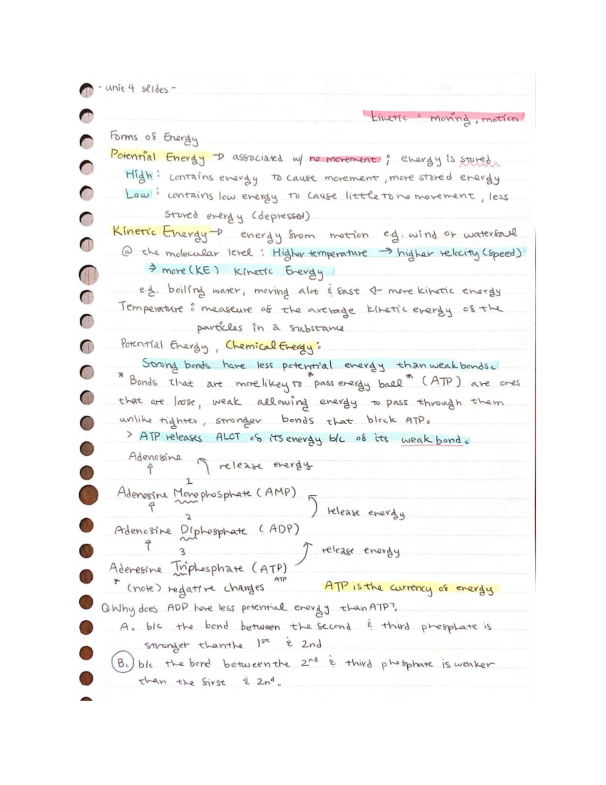 Biology 111-03: Chapter 7 - Cellular Respiration Notes - BIO 111 - Studocu