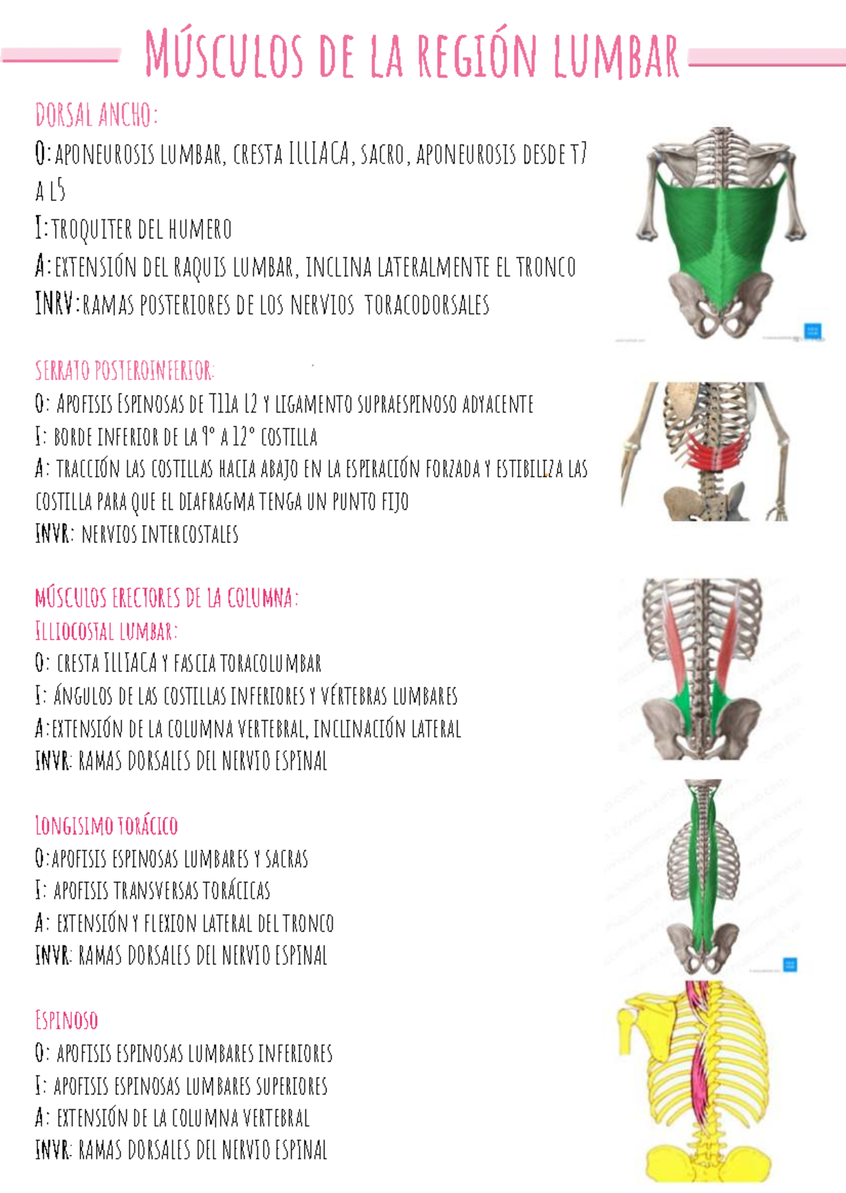 Músculos de la Región Lumbar: Anatomía y Funciones - Studocu