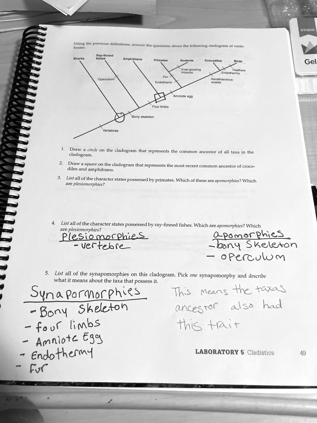 Lab 5 Cladogram And Parsimony Analysis - Using the previous definitions, answer the questions ...