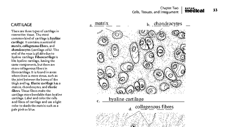 Chapter IC8 I Cells, Tissues, and Integument: Colouring & Labeling ...