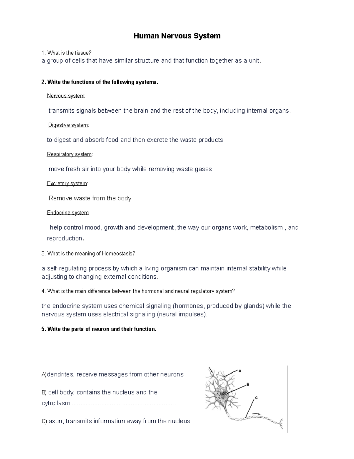 Human Nervous System - Homework Basics & Functions Summary - Studocu