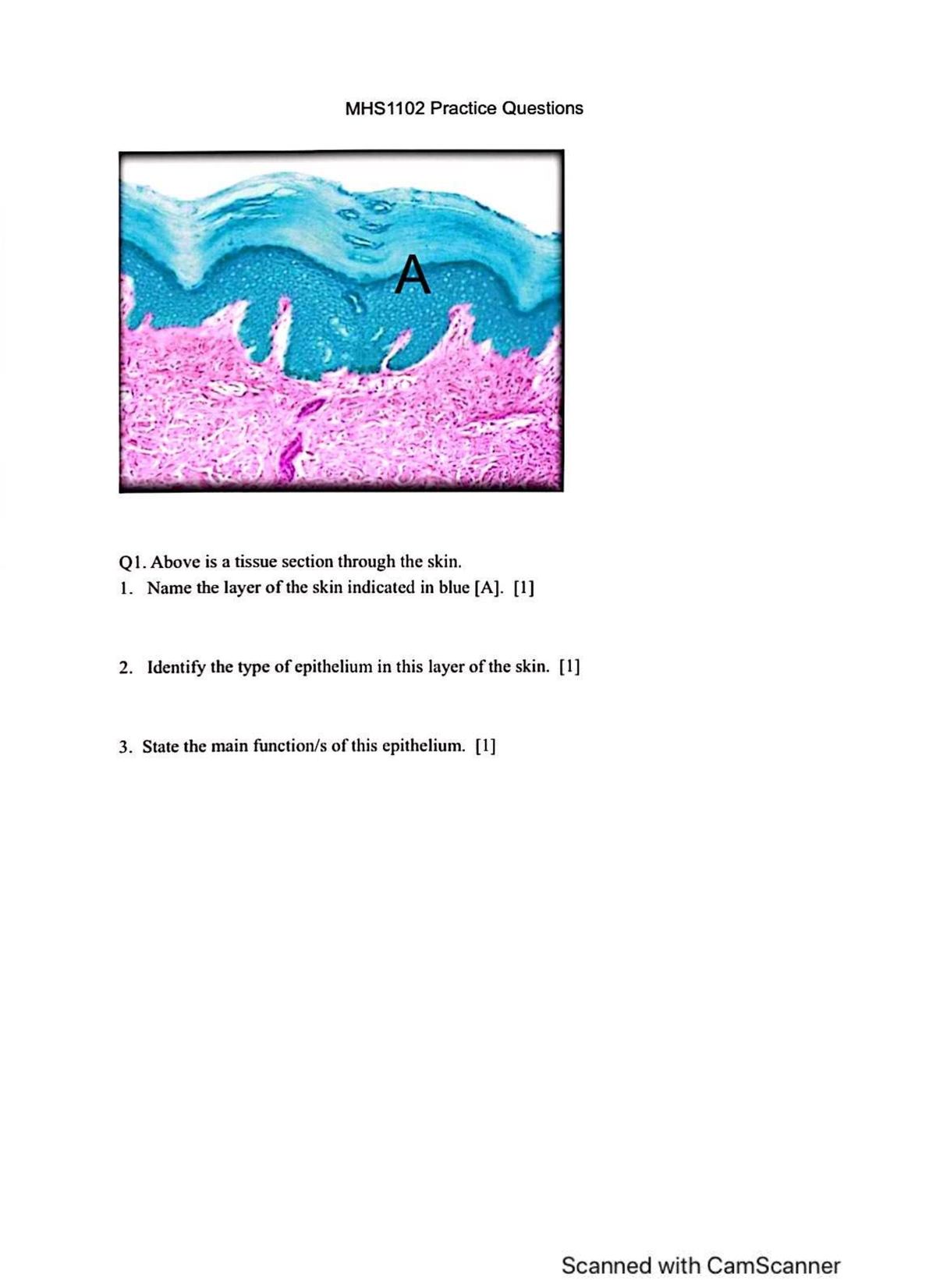 MHS1102 Anatomy Practice Questions and Tissue Identification - Studocu