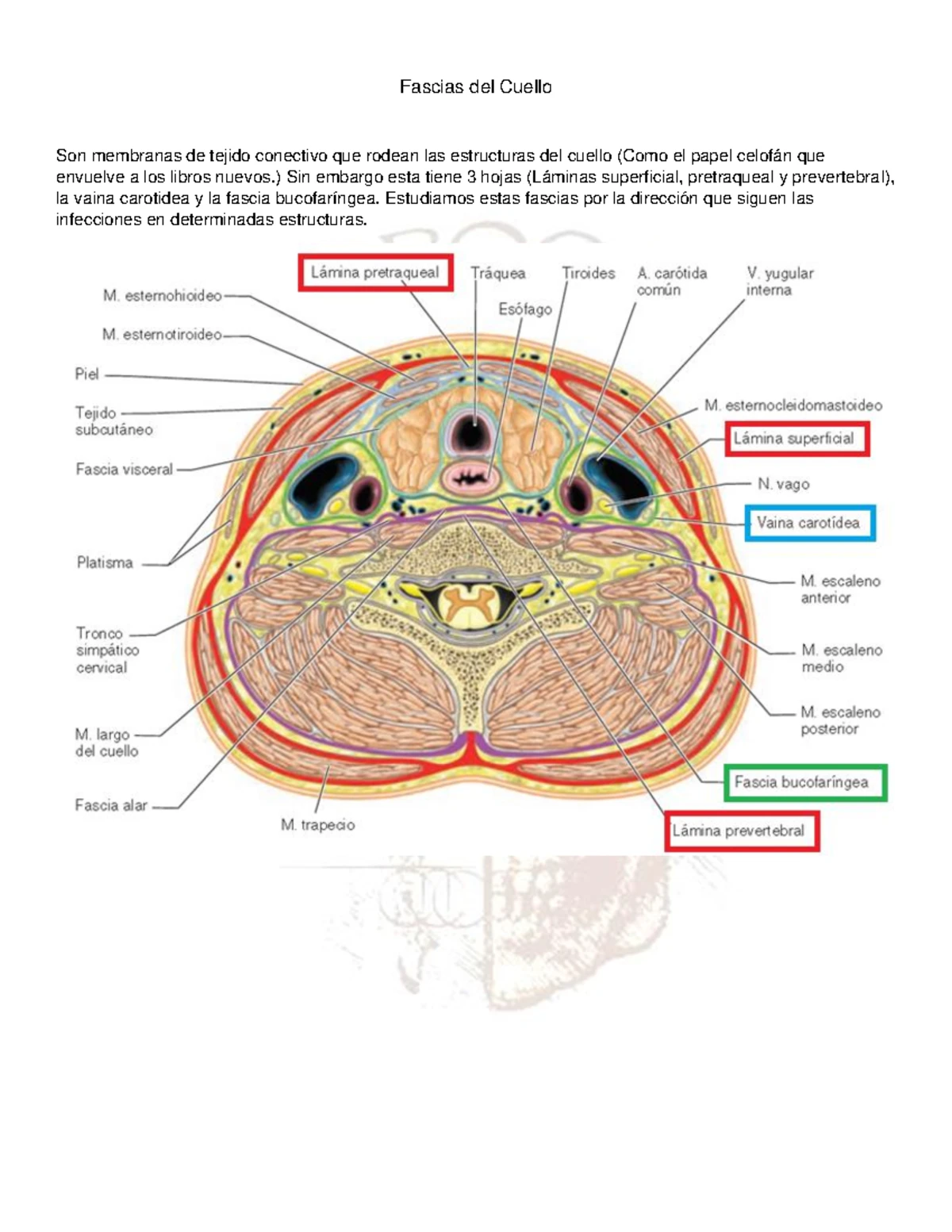 Anatomía del Cuello: resumen completo - CUELLO Generalidades ...