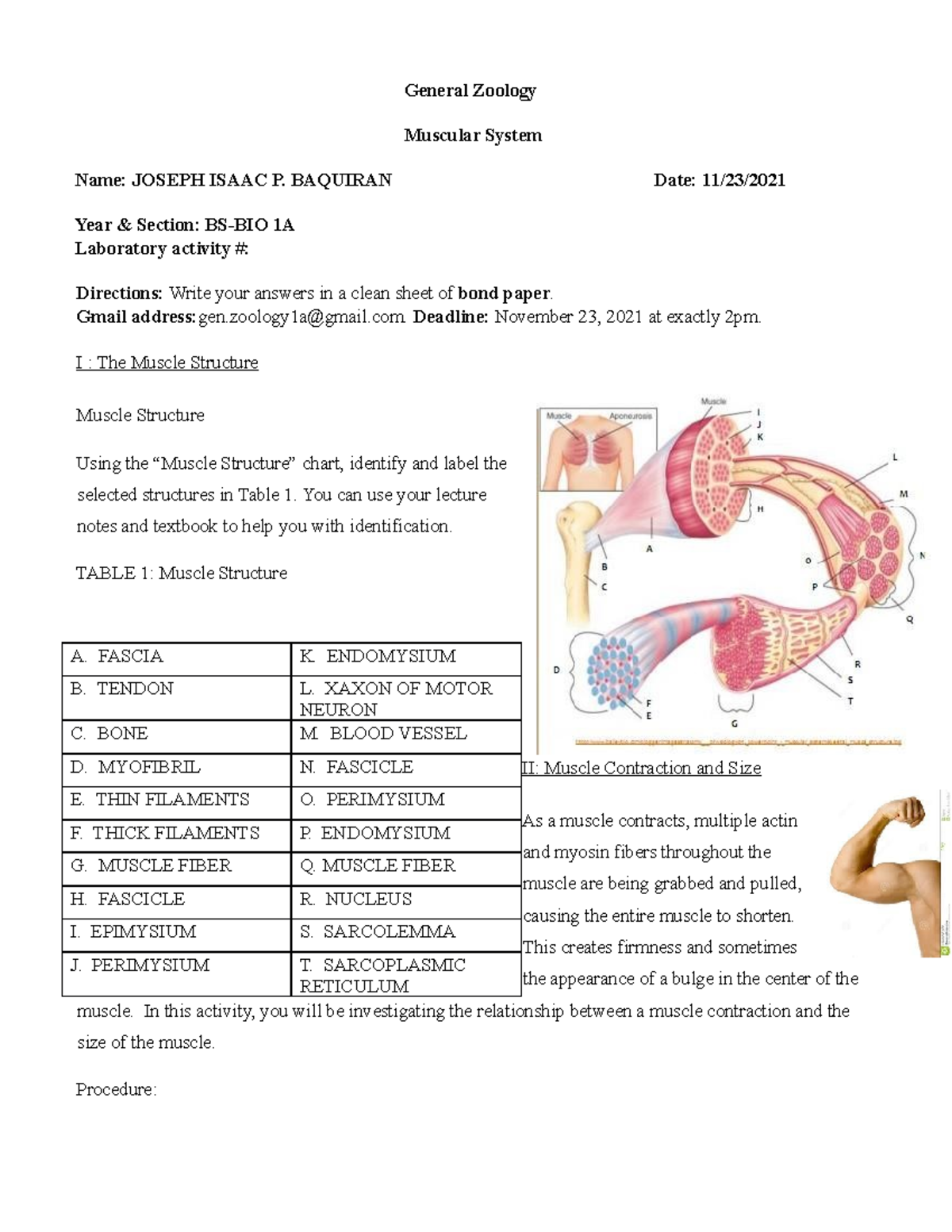 Muscular System Lab Activity for BS Biology 1A: Structure & Contraction ...