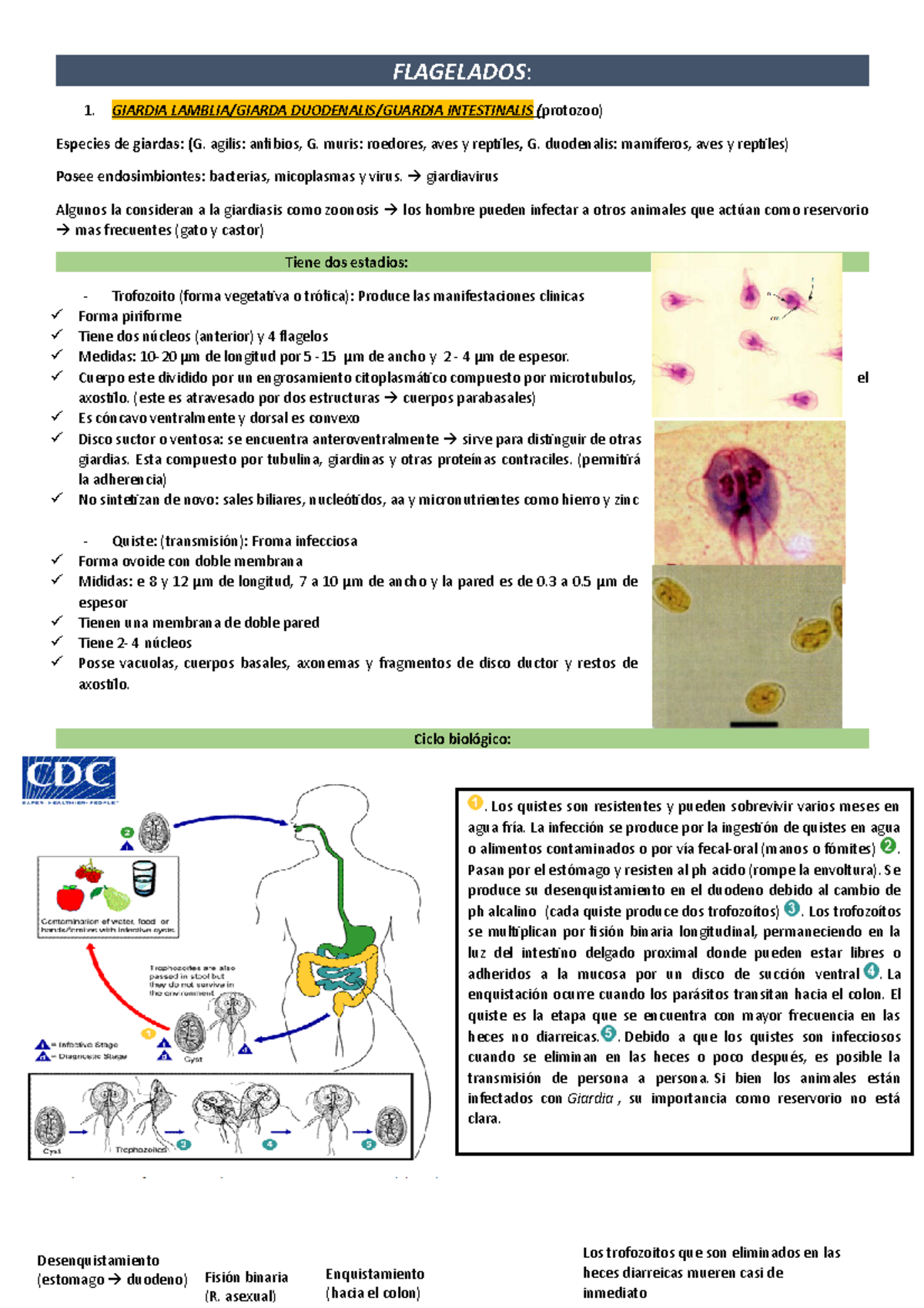 Flagelados, ciliados y esporozoo - FLAGELADOS : GIARDIA LAMBLIA/GIARDA ...