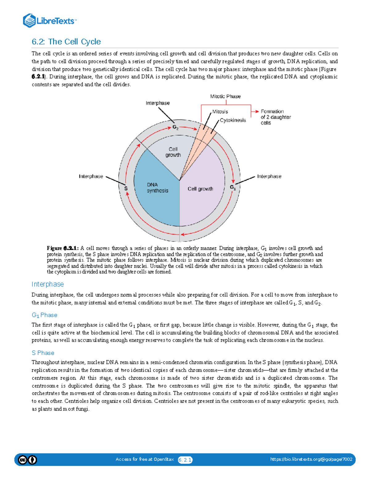 6.02: The Cell Cycle - Stages, Regulation, and Mitosis Explained - Studocu