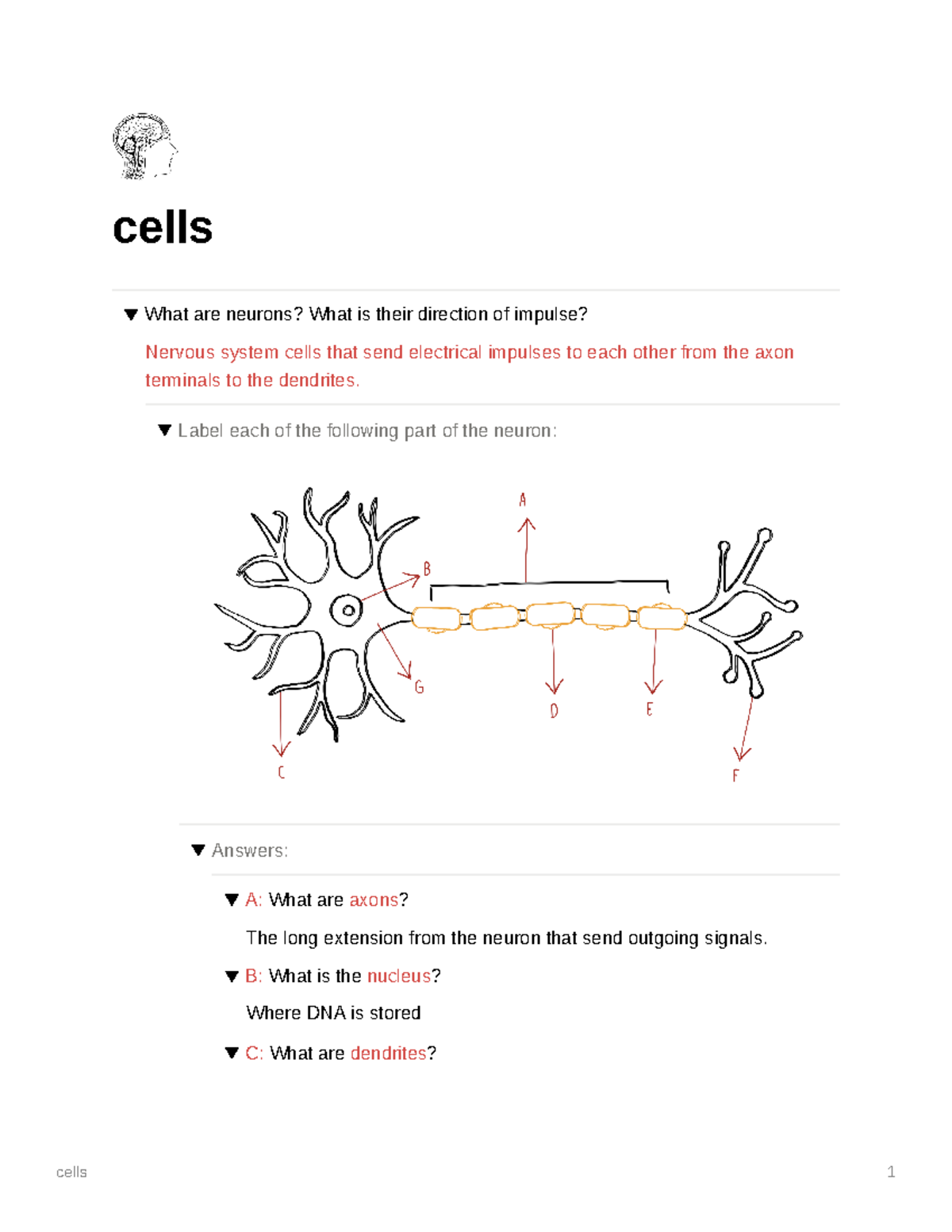 Neuroscience 101: Comprehensive Cell Study Notes on Neurons - Studocu