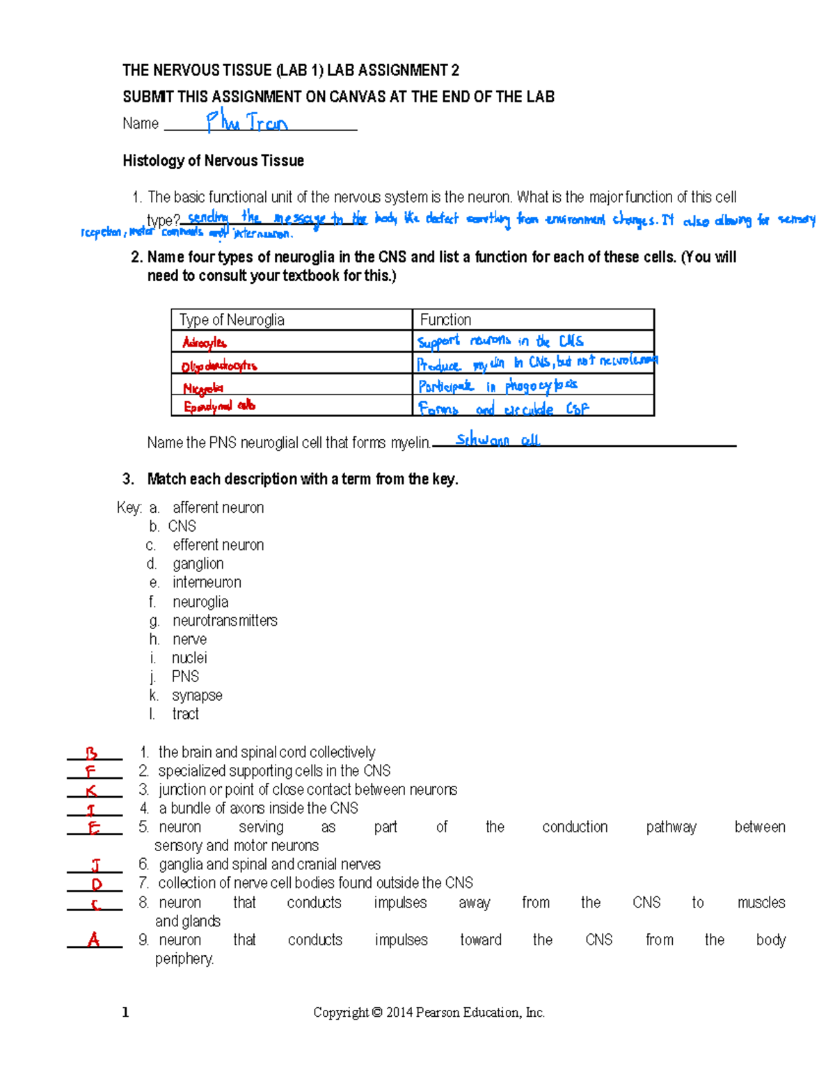 Nervous Tissue Lab 1 Assignment 2 - Histology Overview - Studocu