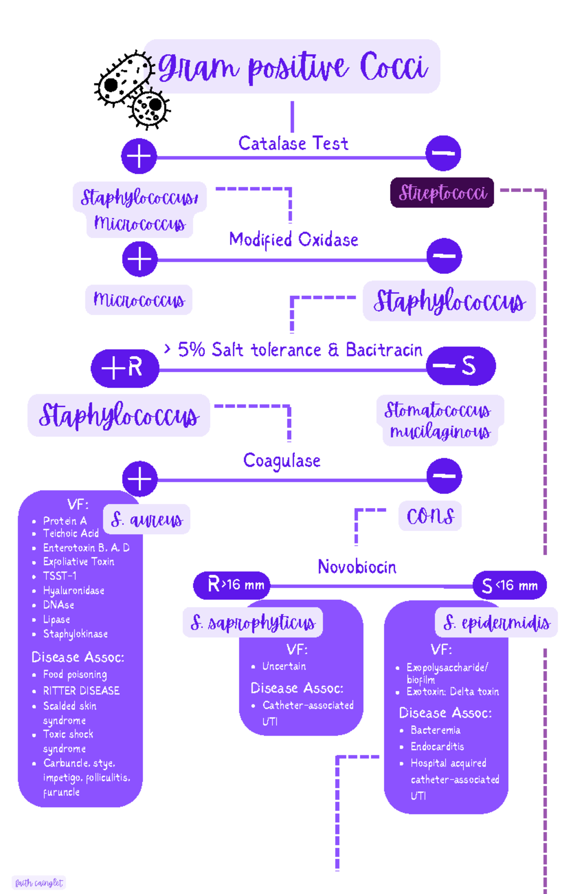 Staph and Strep Algorithm - Gram positive Cocci S S Catalase Test ...