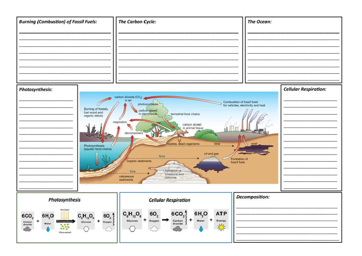 Fossil Fuels & Carbon Cycle: Photosynthesis & Respiration Insights ...