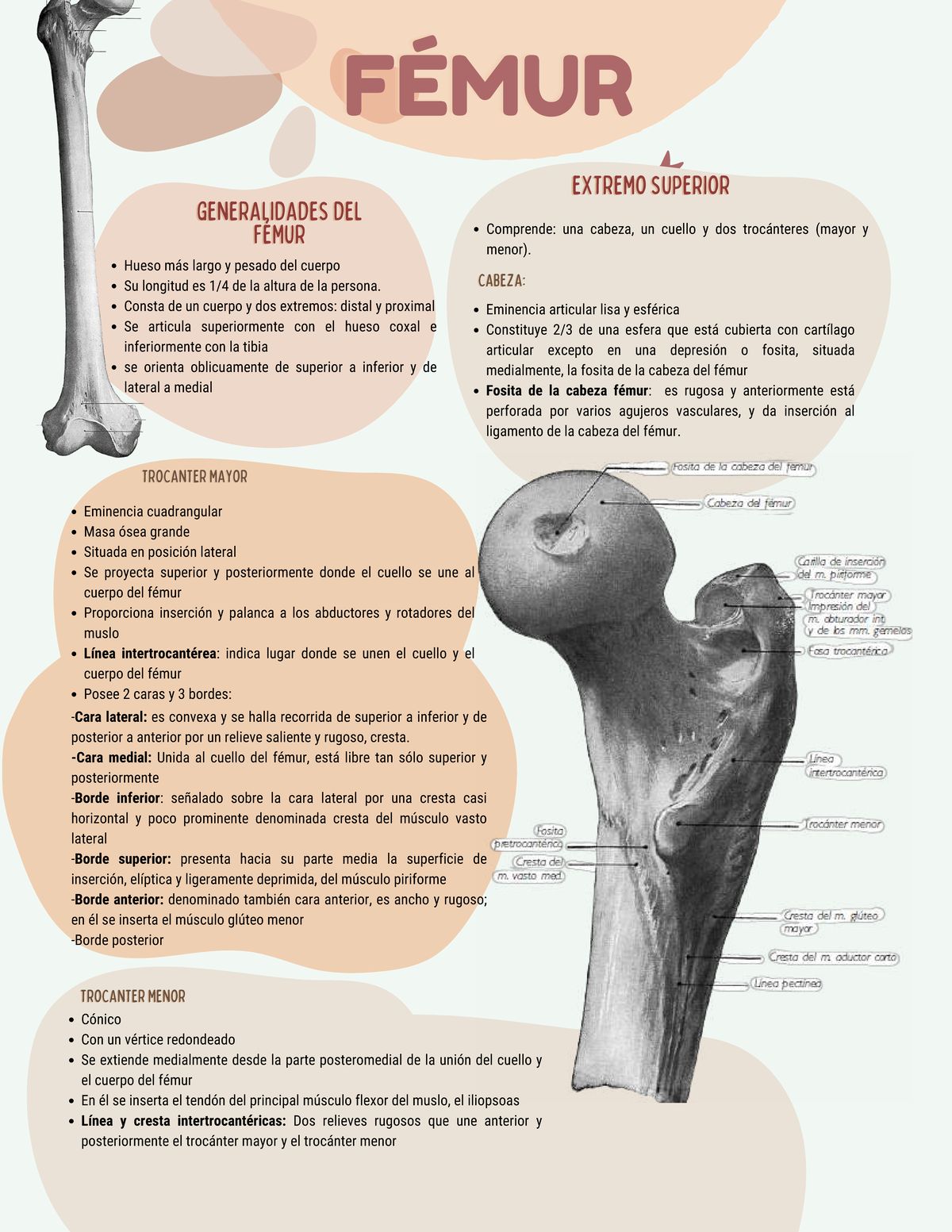 Anatomía del Muslo: Huesos, Fascias y Músculos - Infografía - Studocu
