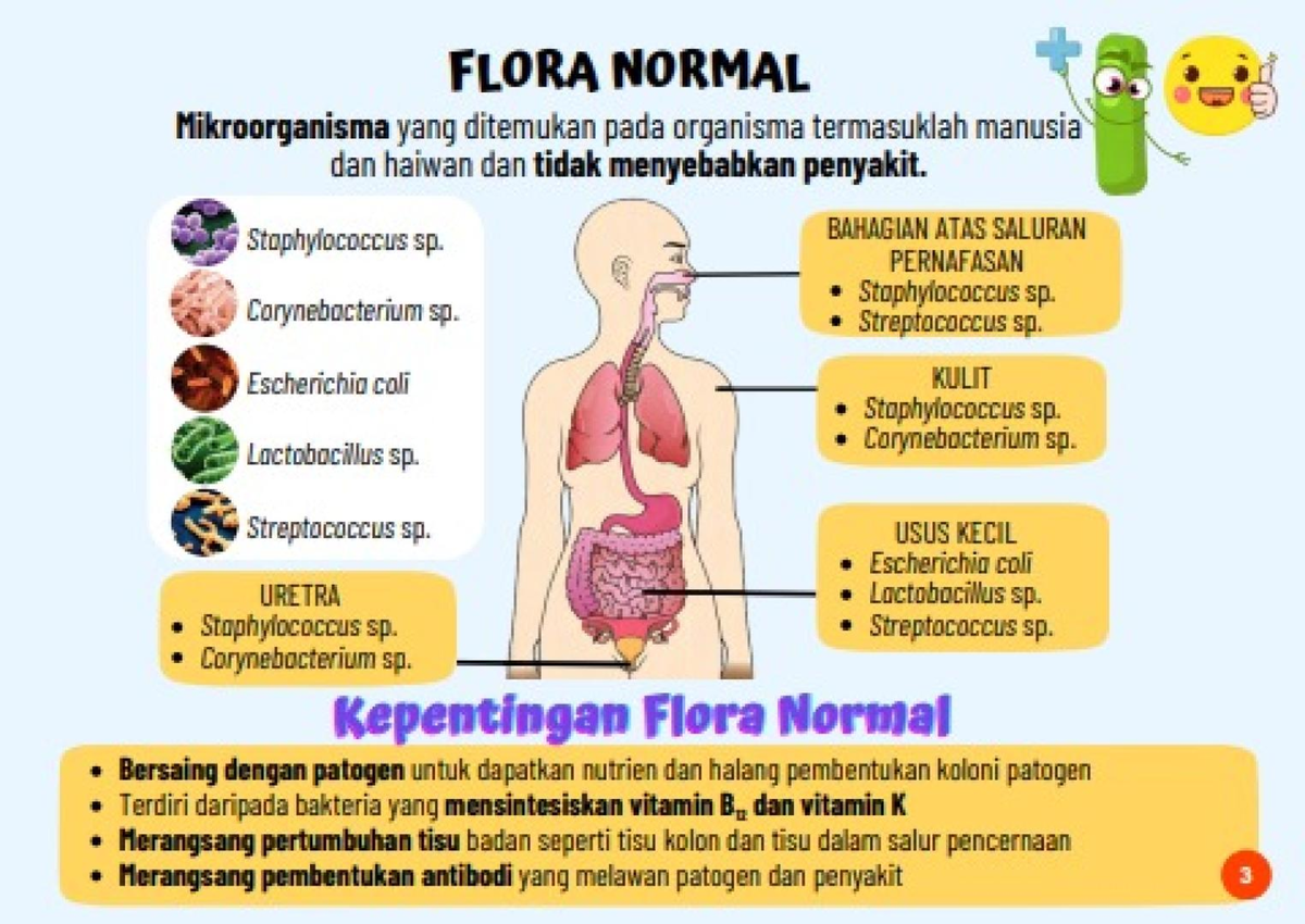 NOTA KSSM Sains Tingkatan 5: Flora Normal Mikroorganisma - Studocu