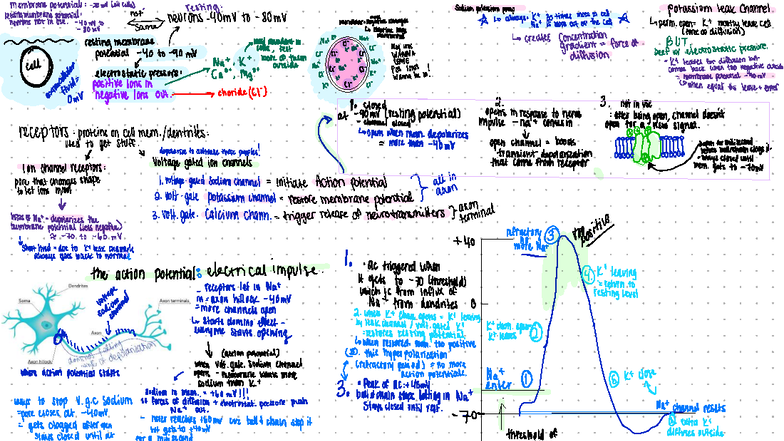 Neuro Study: Membrane Potential & Action Potentials (Ch. 1-2, 18, 23 ...