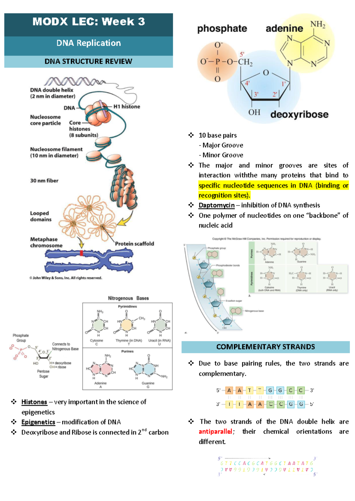 MODX LEC Week 3 - Good luck! - MODX LEC: Week 3 DNA Replication DNA ...