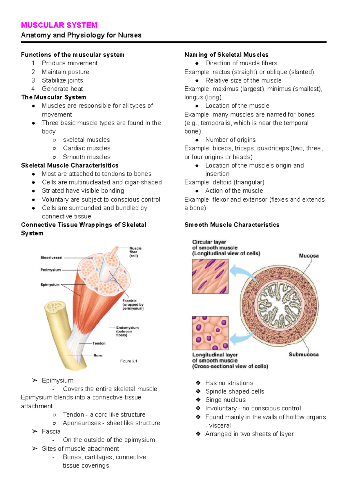 Muscular System Overview for Nursing (ANP 101) - Studocu