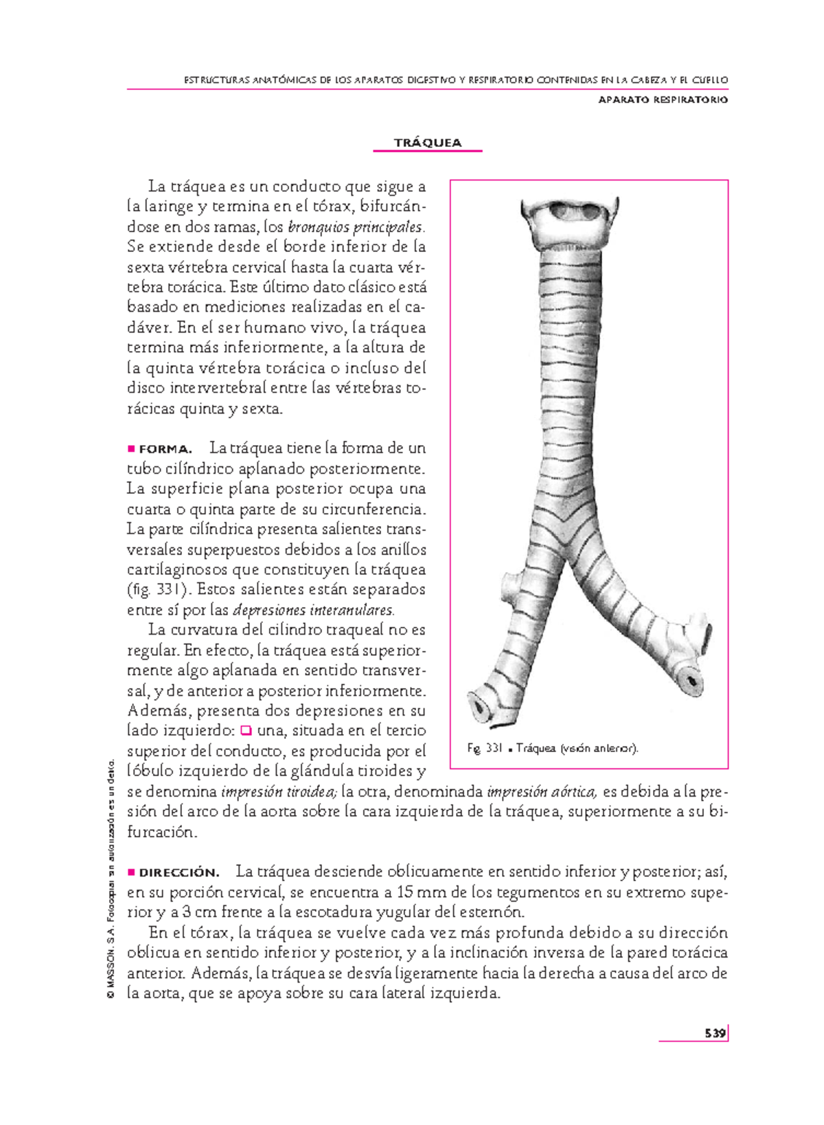 Anatomía Traquea y bronquios - TRÁQUEA La tráquea es un conducto que ...