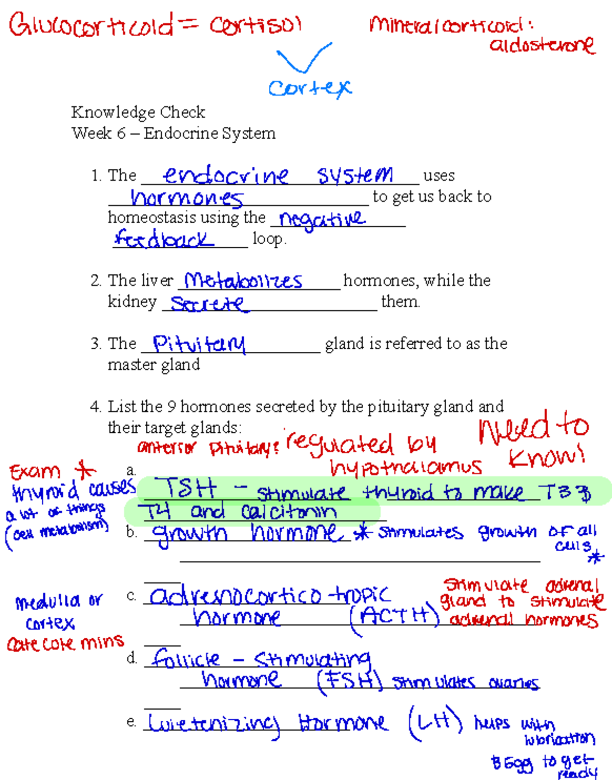 Week 6 Knowledge Check: Endocrine System Review and Insights - Studocu
