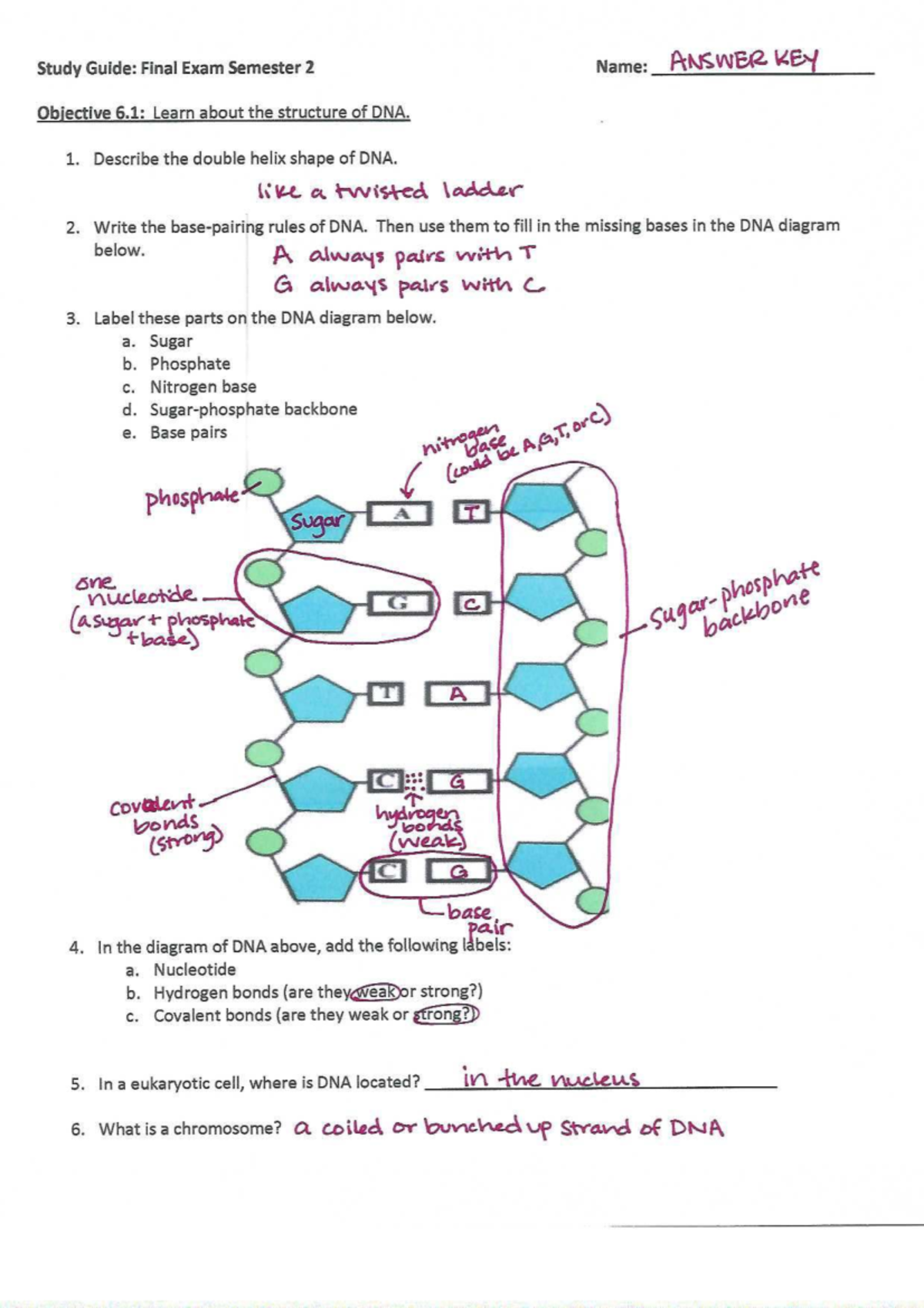Final Exam Study Guide: DNA, Transcription, and Evolution for XYZ123 ...