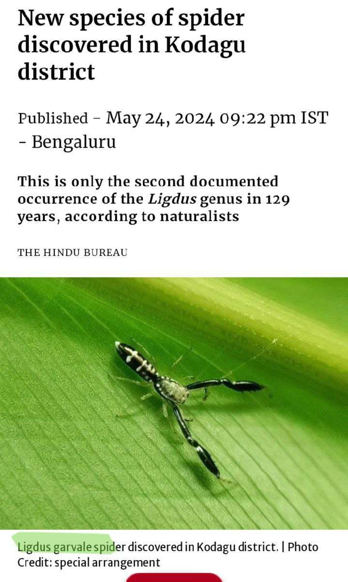 Species in News June 2024 to Dec 2024 - New species of spider ...