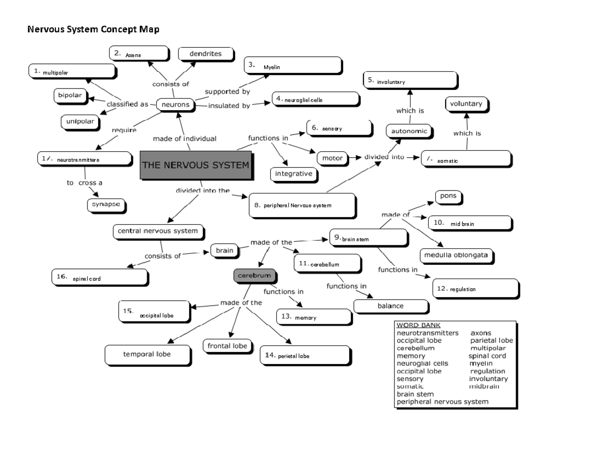 Anthony Vazquez Gomez - Nervous System Concept Map - Nervous System Concept Map - Studocu