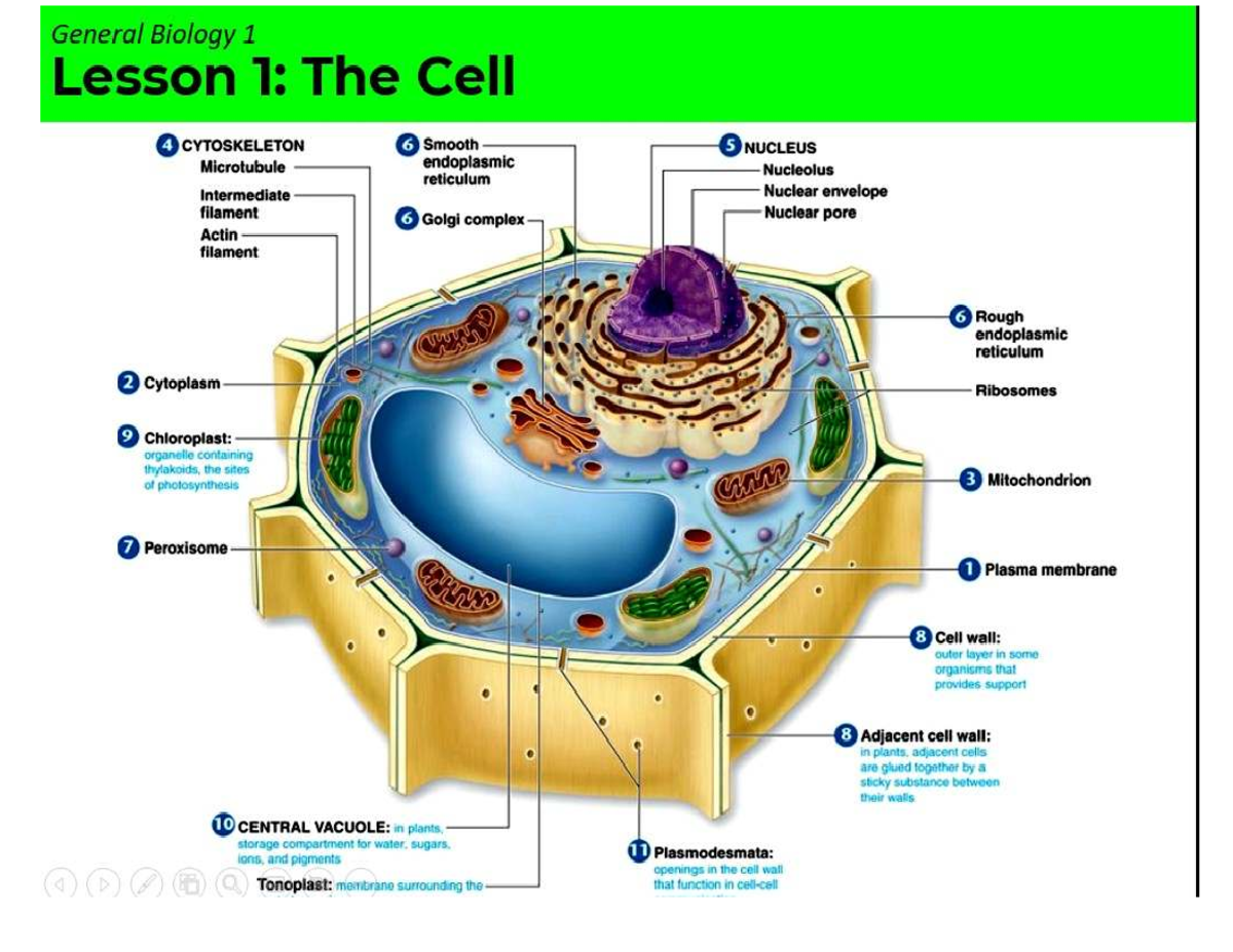 General Biology 1 Lesson 1: The Cell and Its Organelles - Studocu